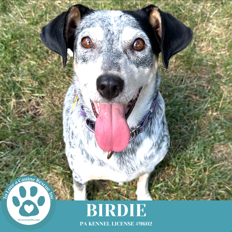 Birdie up for Adoption - Rocky Kanaka