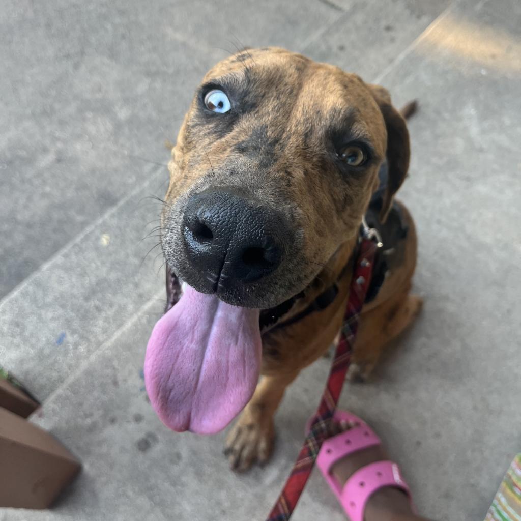 Percy, Beautiful dog with Heterochromia is waiting for New Home ...