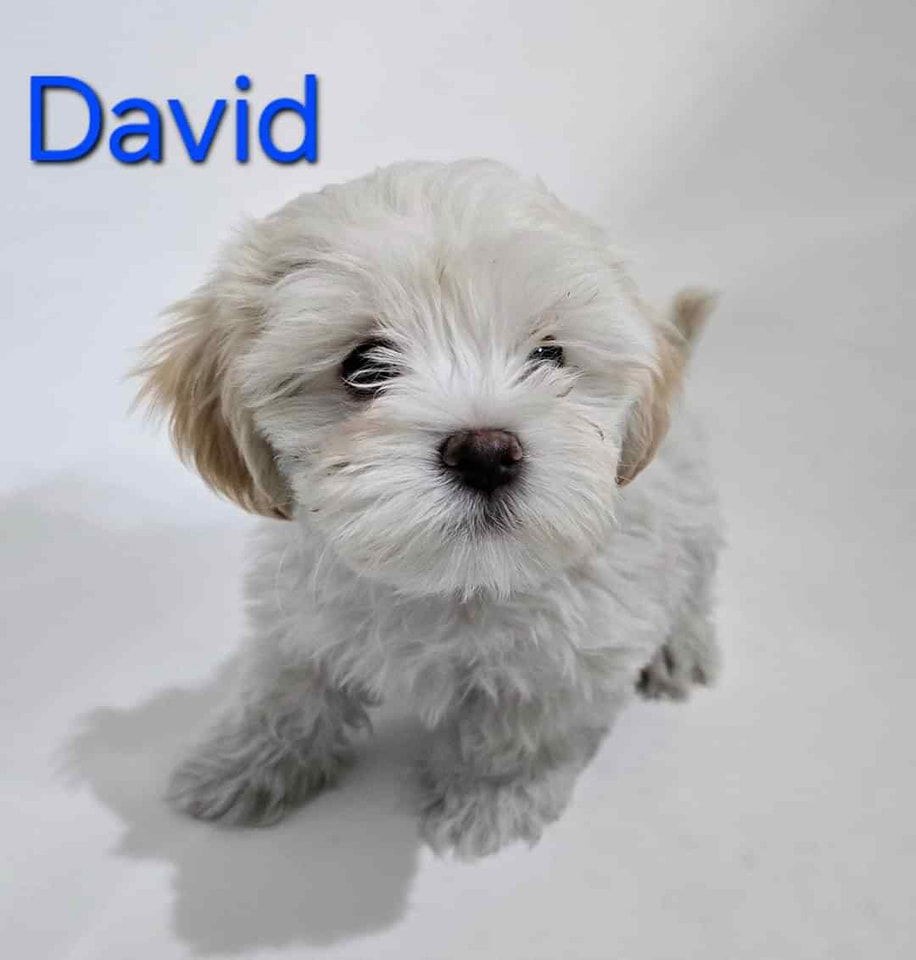 David up for Adoption - Rocky Kanaka