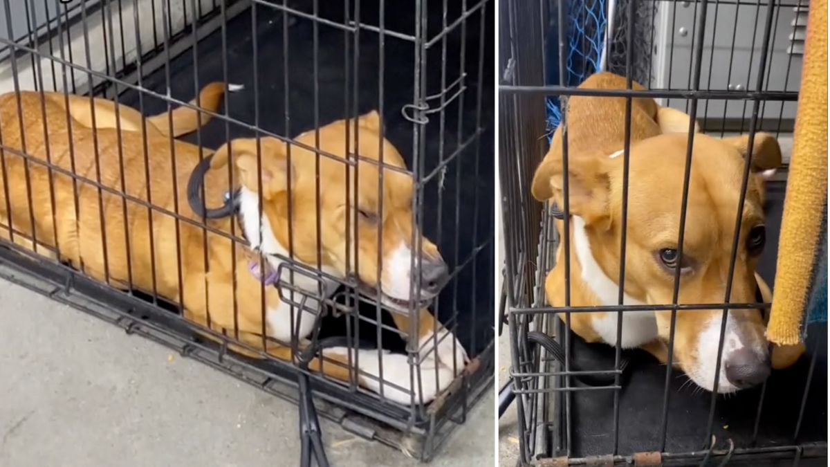 Puppy Returned to Shelter 3 Times —Why Can't This Sweet Dog Find a ...