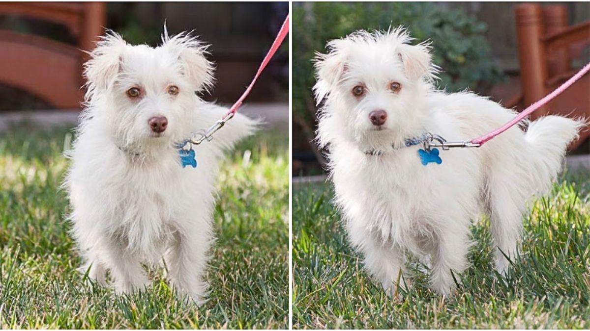 Kerfuffle, Found huddled in the back of his kennel, Ready for a New ...