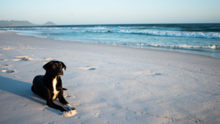 Meet the Rare Dog Breed Only True Californians Know About - McNab ...