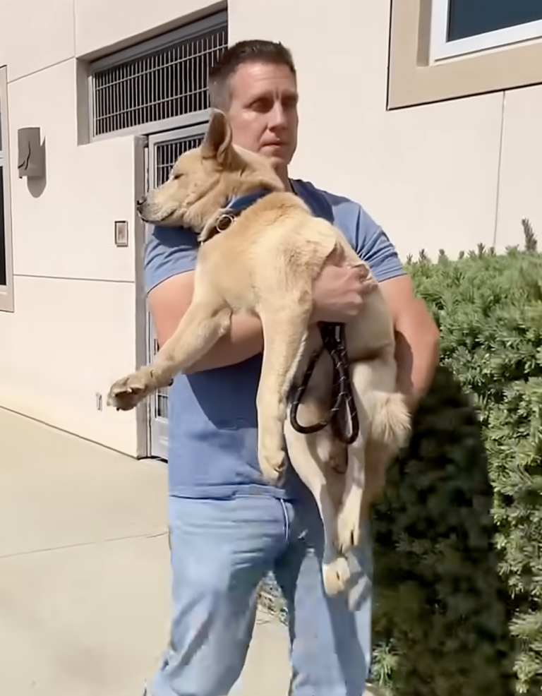 Tears of Joy: Watch the Moment a Traumatized Dog Leaves the Shelter for ...