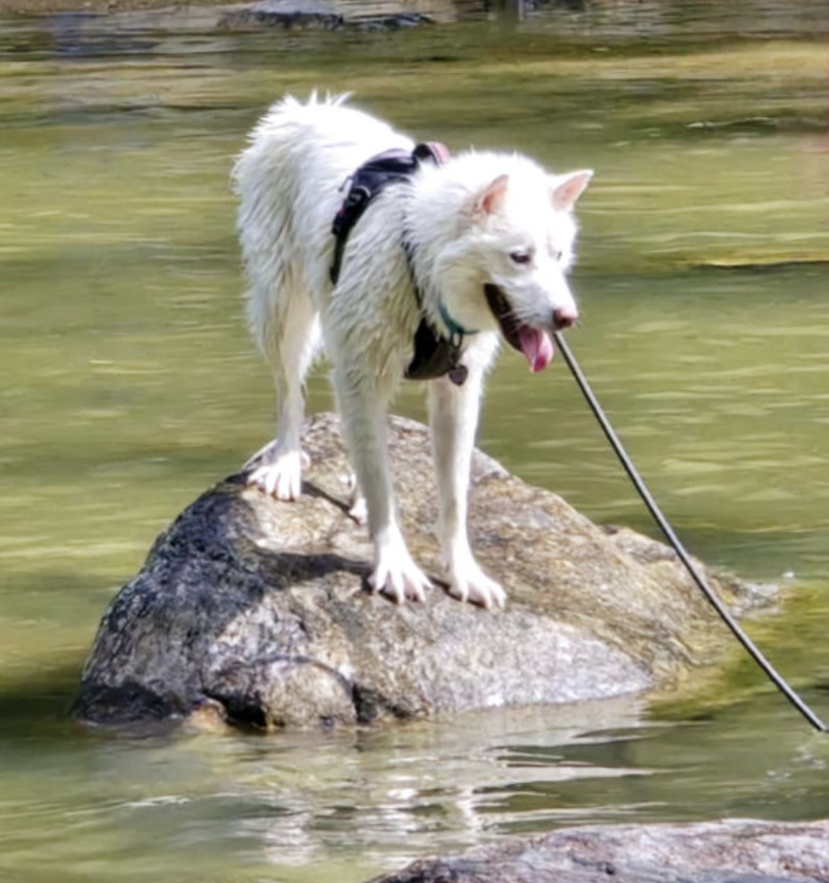 Unfairly Labeled a Bite Risk, Samoyed Husky Mix Struggles To Get ...