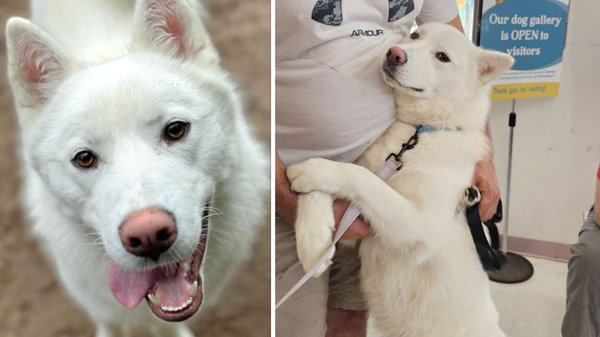 Husky Saluki Mix Welcome To Rose, A Stray Saluki Mix