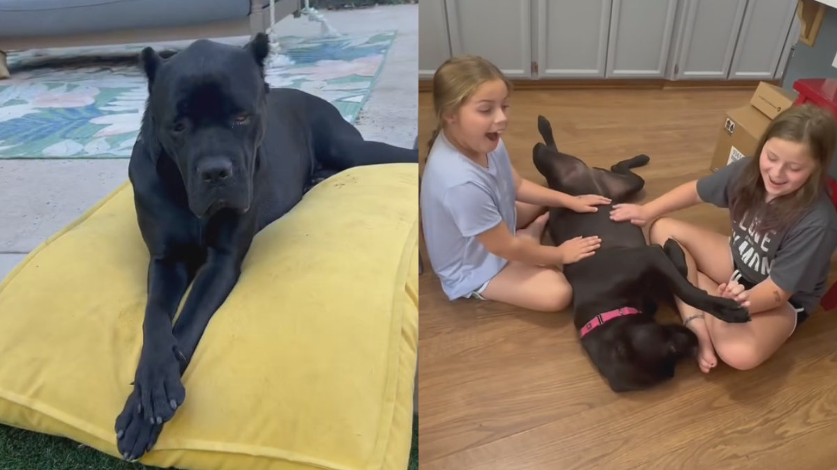 Understanding Cherry Eye in Dogs: Why This Sweet Cane Corso Struggles ...