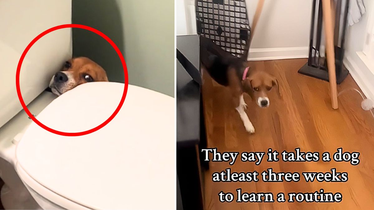 Watch the Moment a Fearful Beagle Finally Realizes She Can Trust Her ...