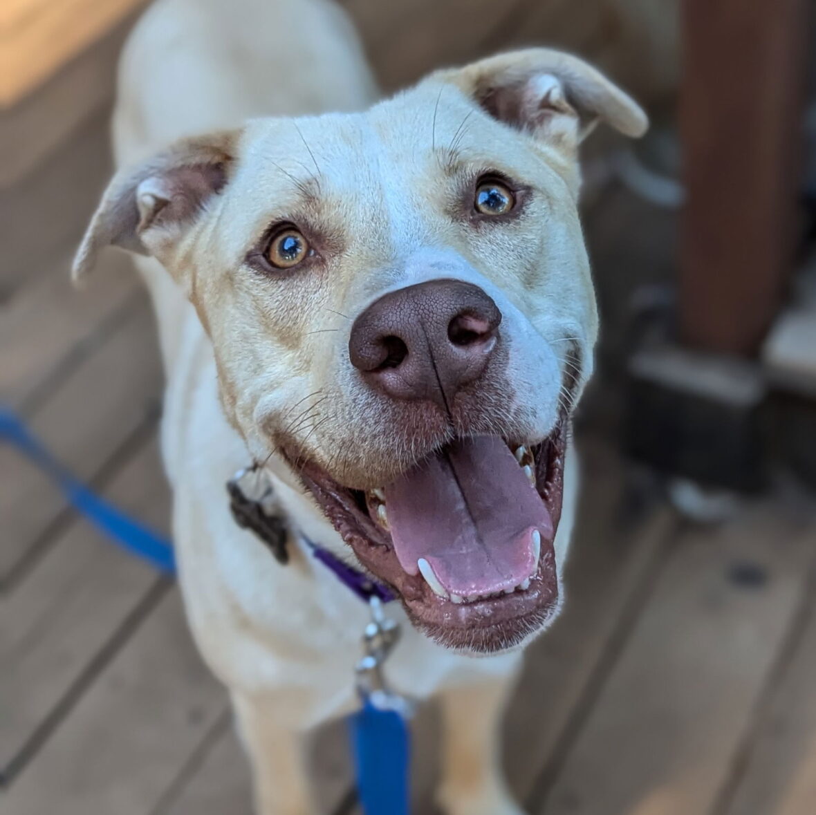 Meet Wiz: A Gentle Labrador Retriever Looking for His Forever Home ...