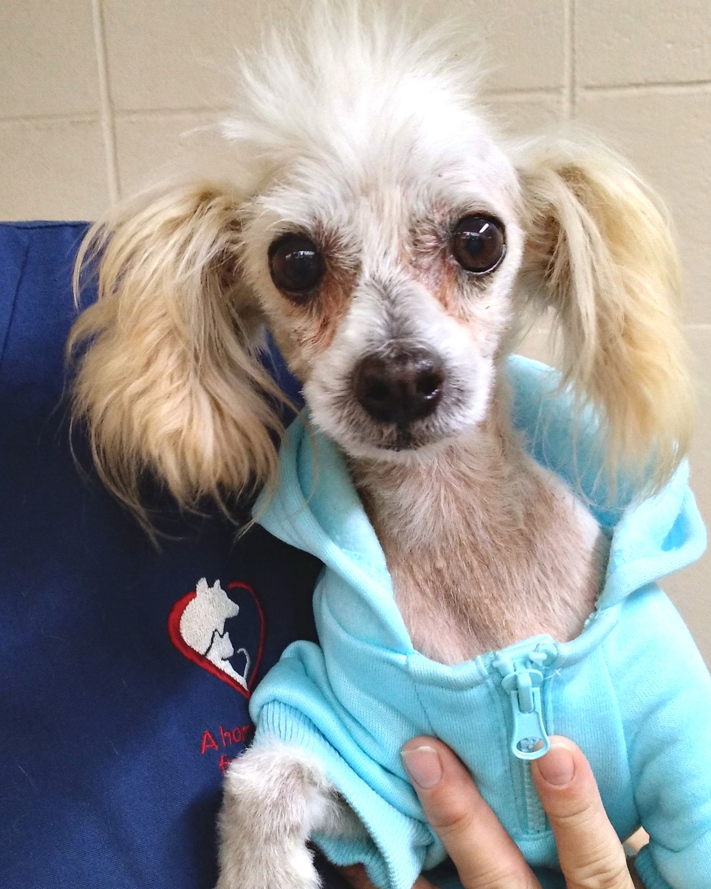 Fraggle, the sweet five-year-old Maltese mix is ready to find his ...