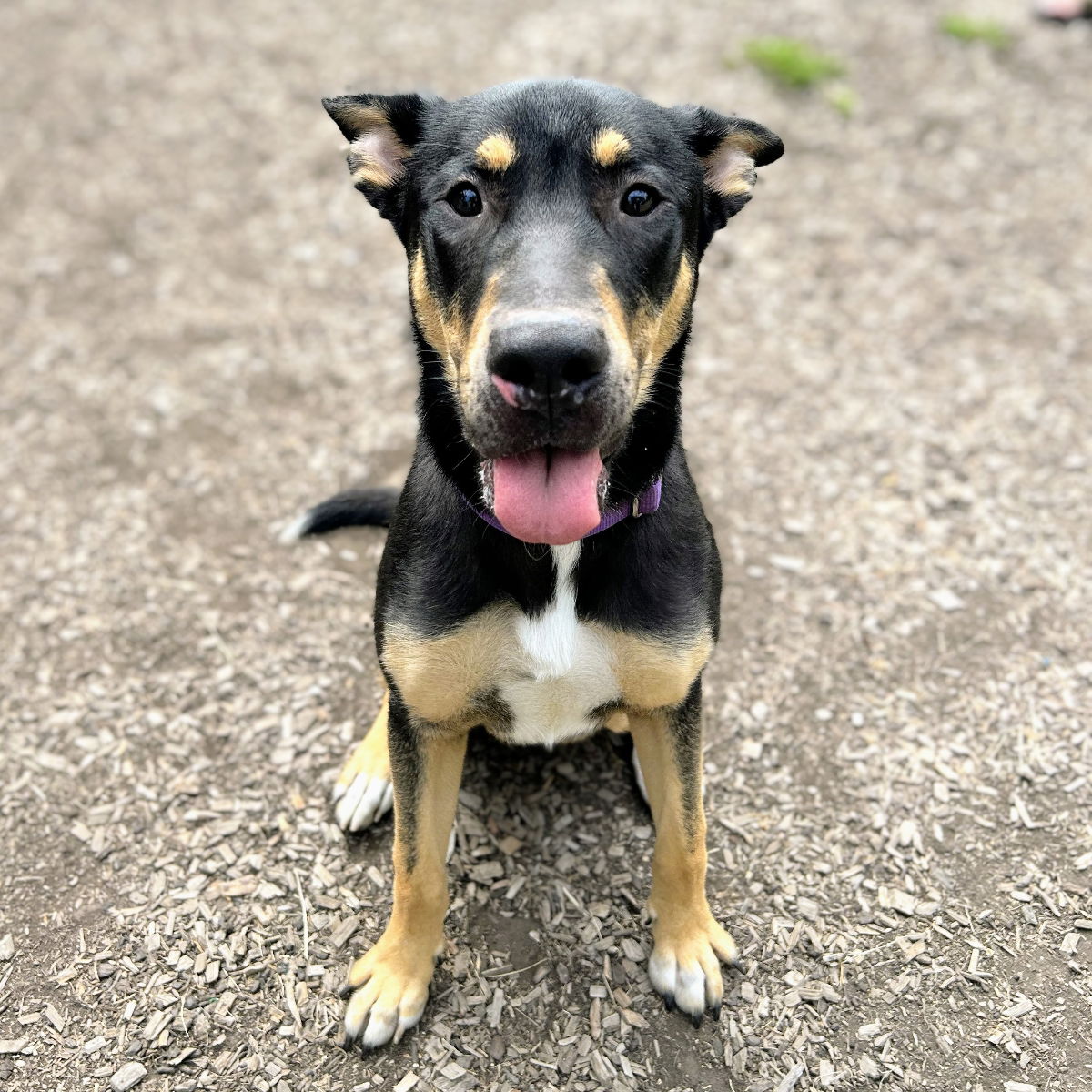 Rover up for Adoption - Rocky Kanaka