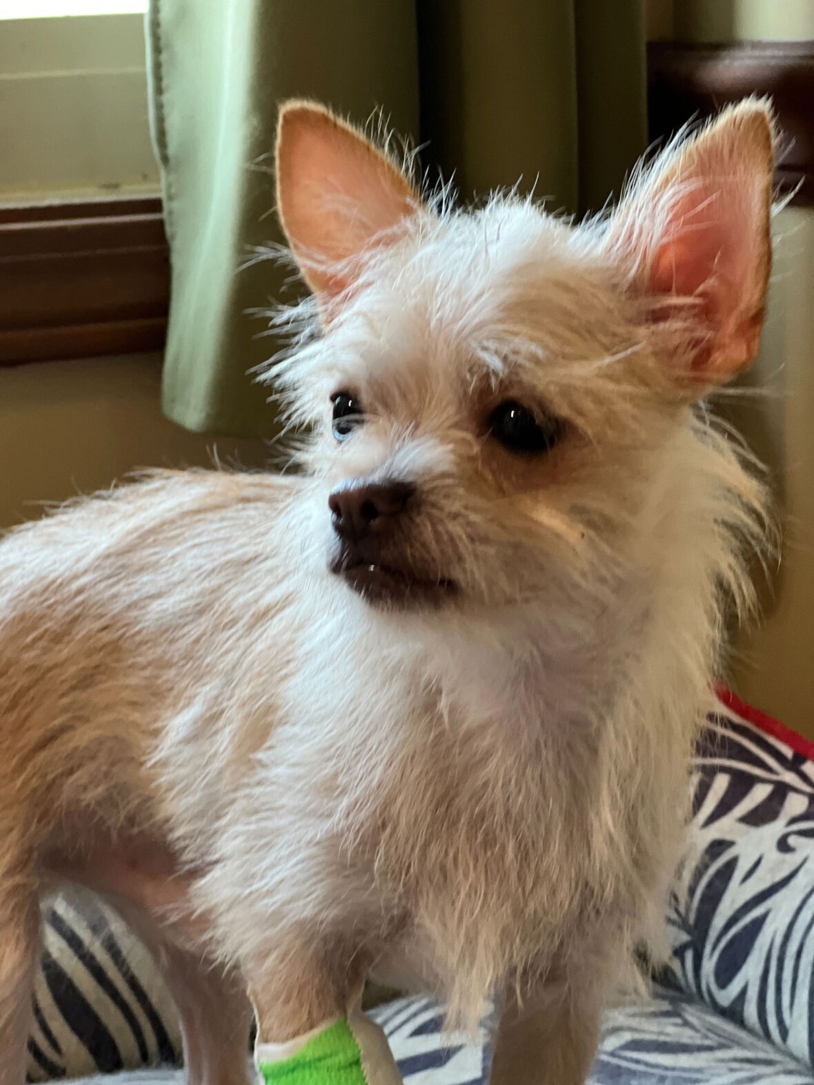 Gambit, rescued injured in Raleigh, NC is up for Adoption - Rocky Kanaka