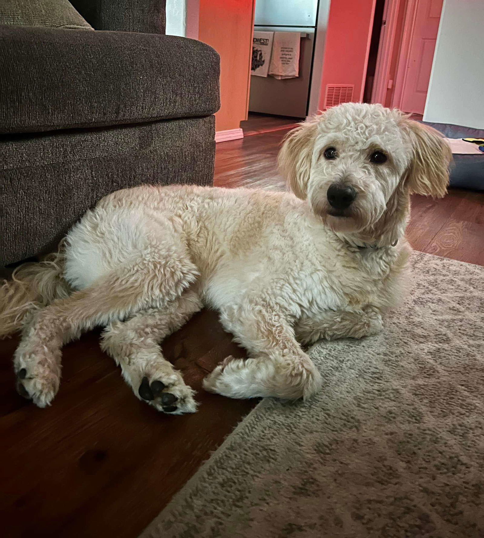 August up for Adoption - Rocky Kanaka