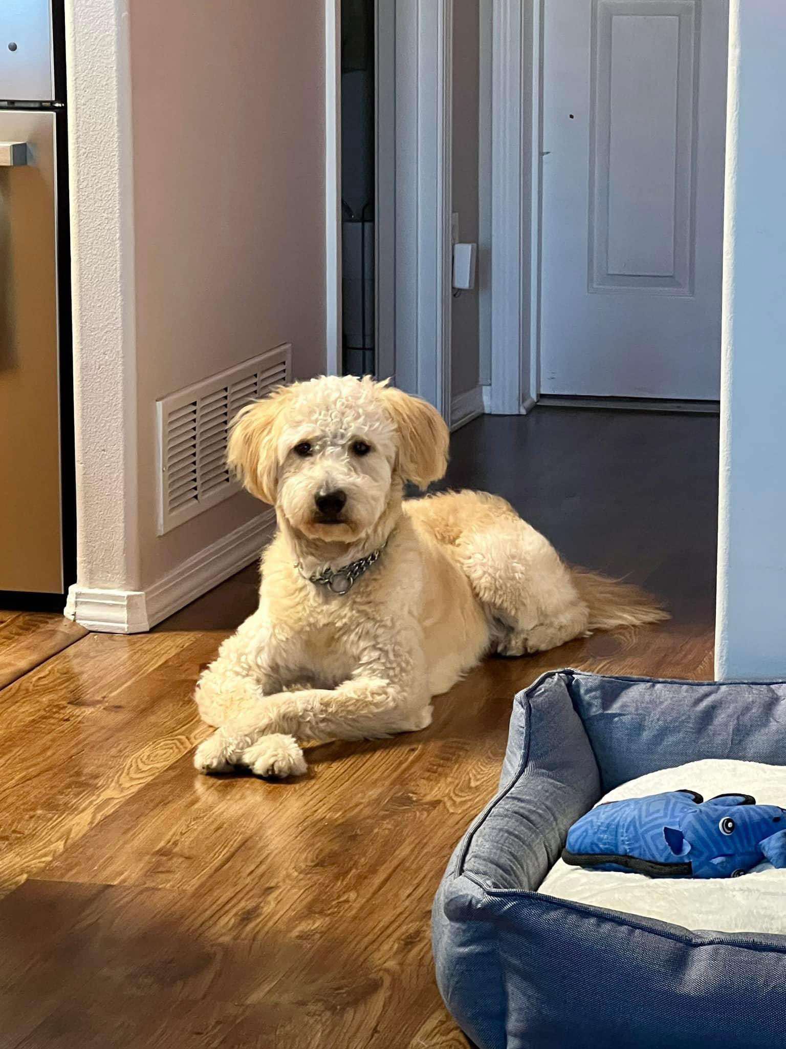 August up for Adoption - Rocky Kanaka