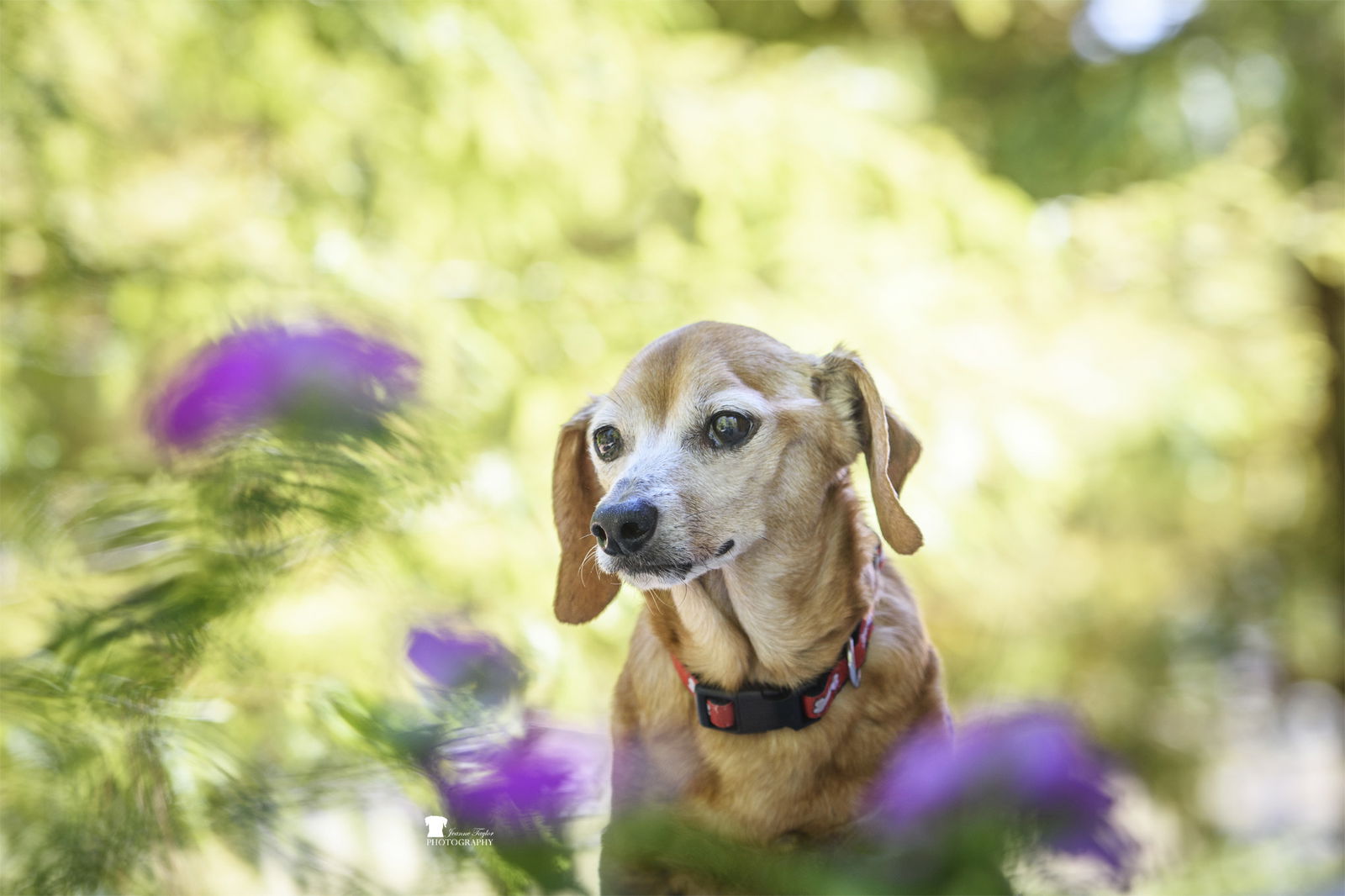 Mouse, keeps getting overlooked, is ready for a new home - Rocky Kanaka