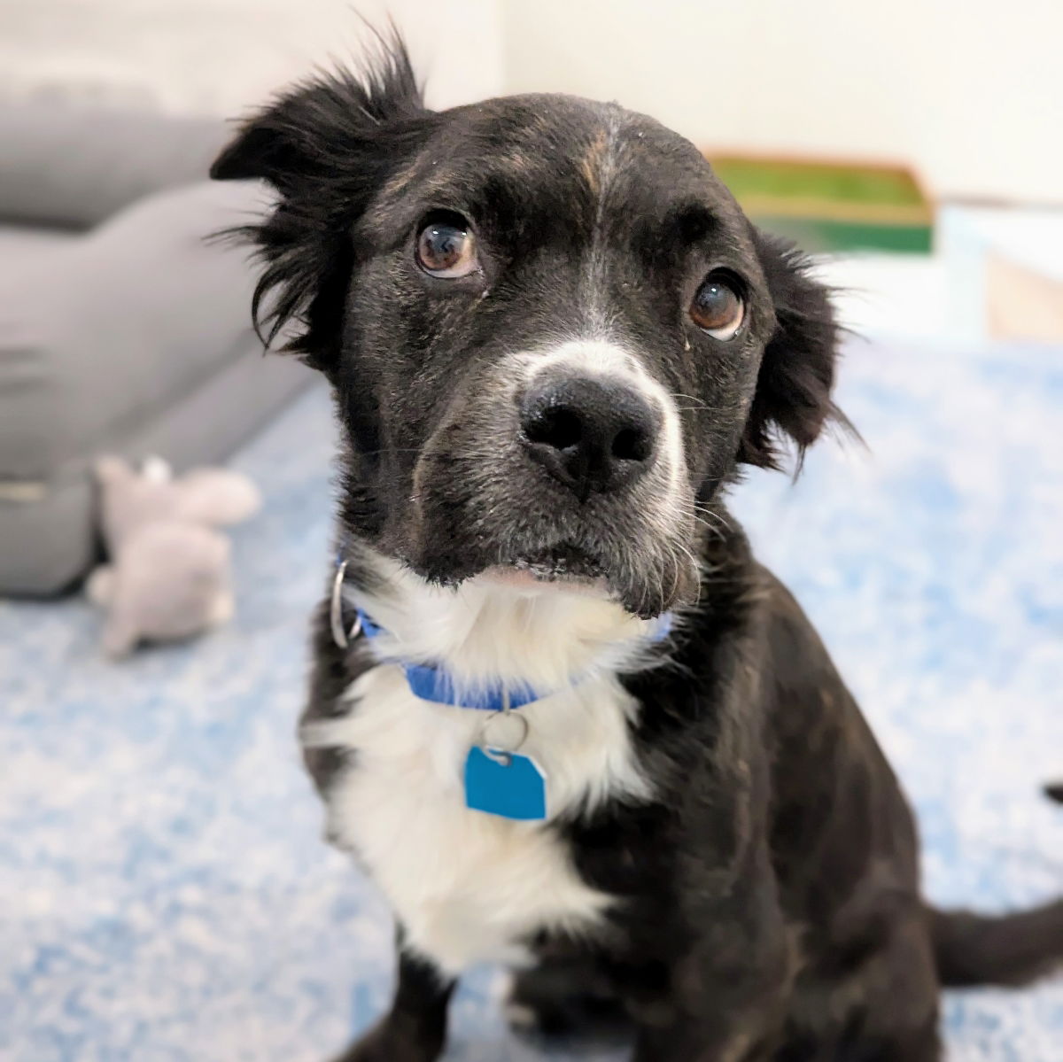 Havana a beautiful, soulful 3-year-old dog, is looking for a patient ...