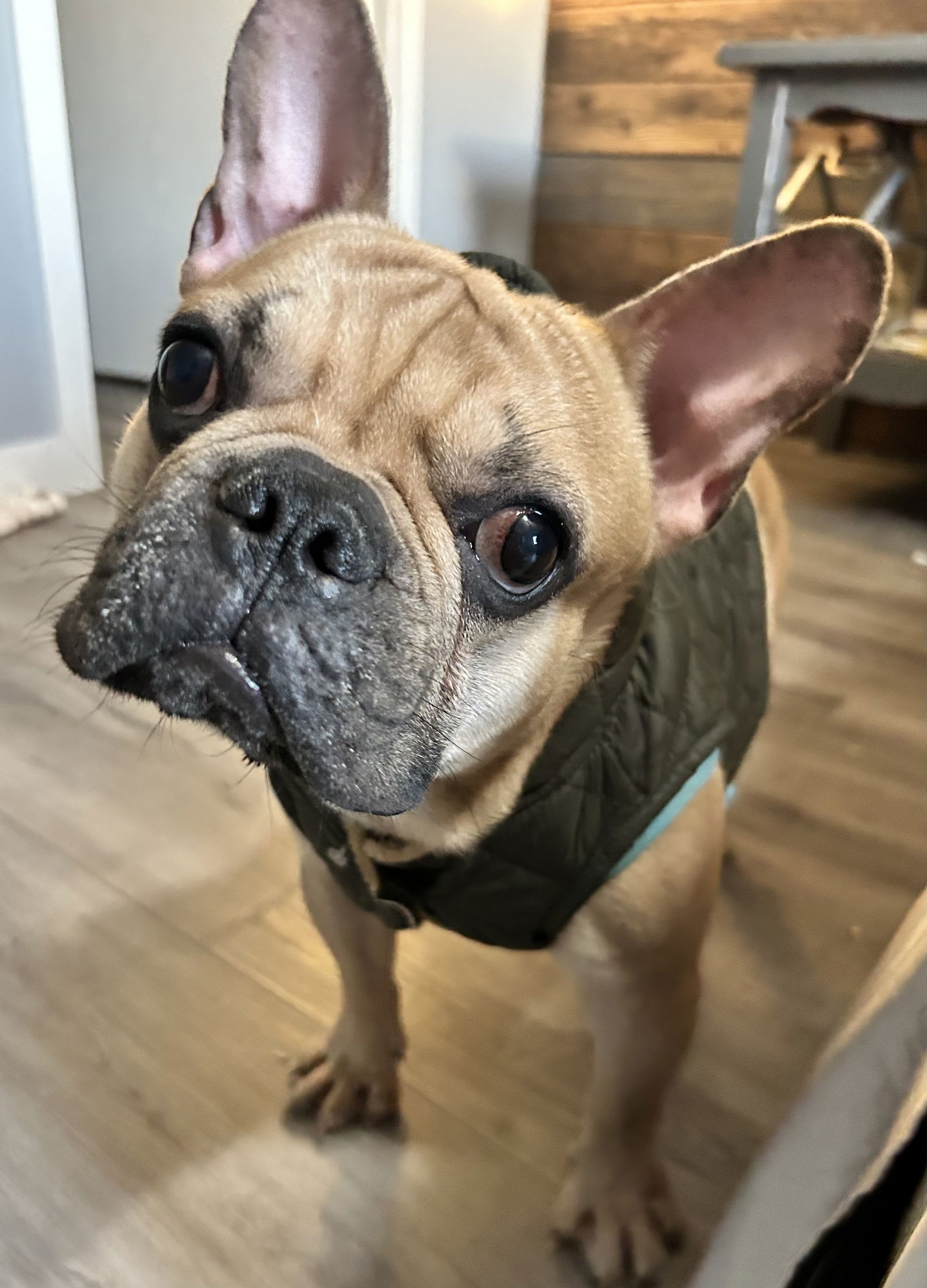 Cranberry the laid back Frenchie is up for Adoption - Rocky Kanaka