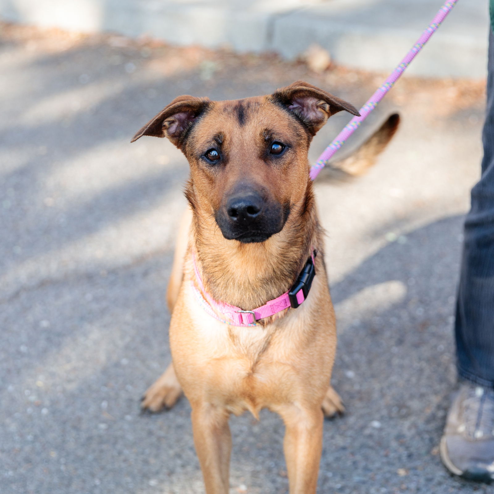 Brittney, a bundle of joy with a tail that never stops wagging, up for Adoption - Rocky Kanaka