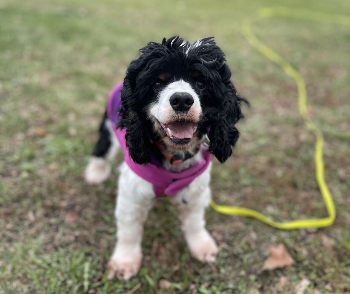 Meet Violet & Lola: Bonded Senior Cocker Spaniels Ready for a Forever ...