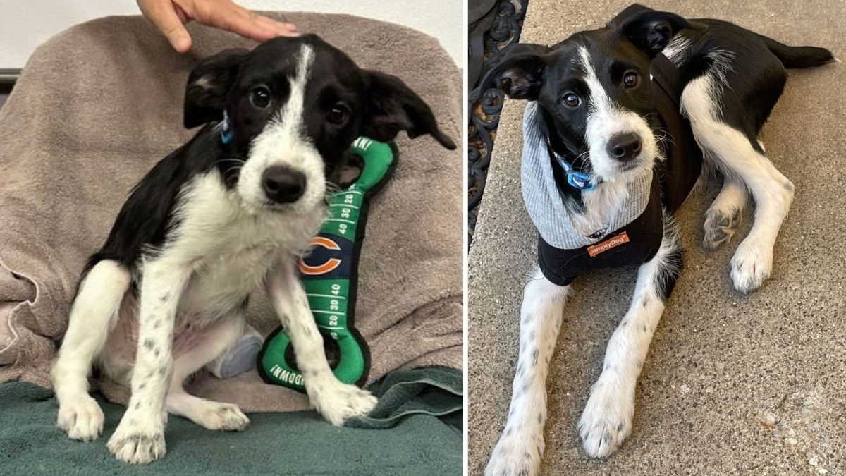 Aiden up for Adoption - Rocky Kanaka