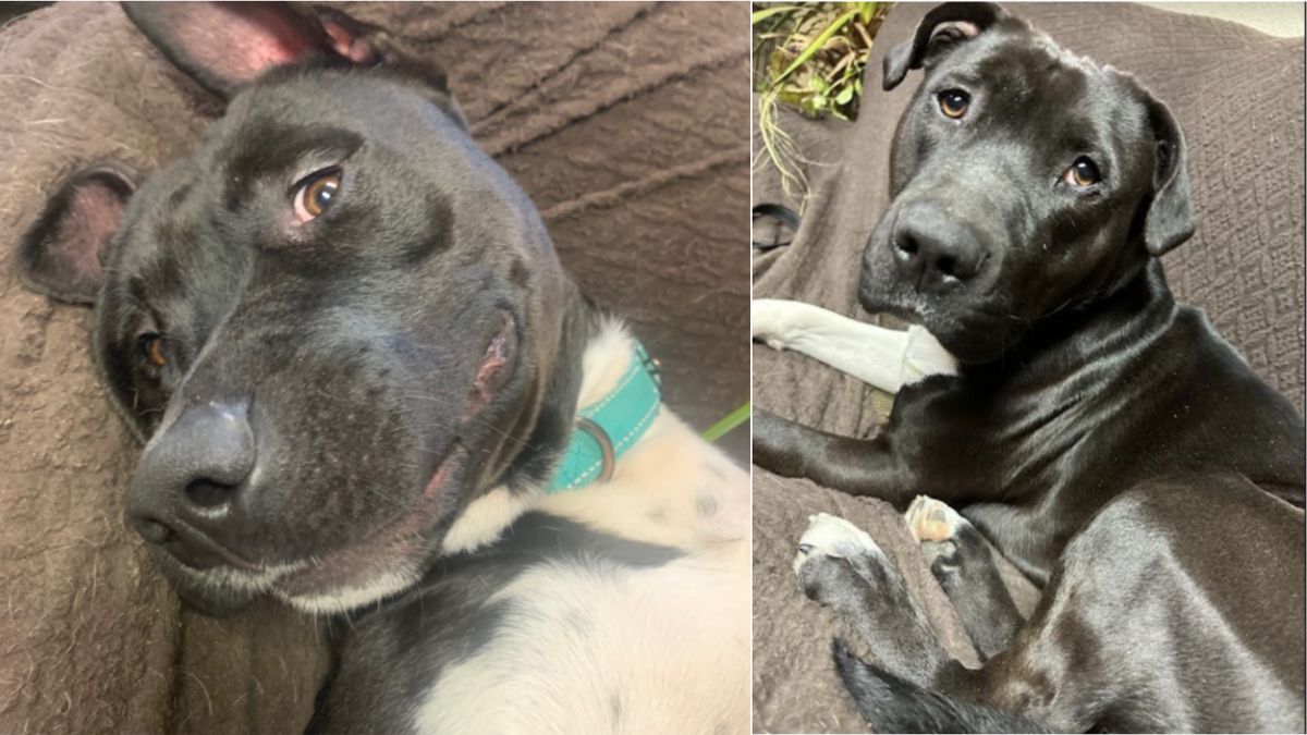 Why This Hugging Pit Bull Still Lacks a Home After 665 Days - Rocky Kanaka