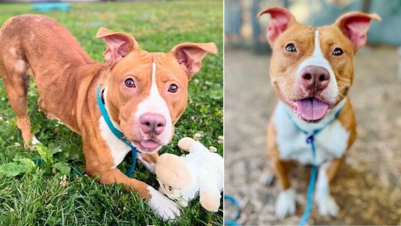 Billie Jean, the Sweet 2-year-old apricot Pibble mix, is up for ...
