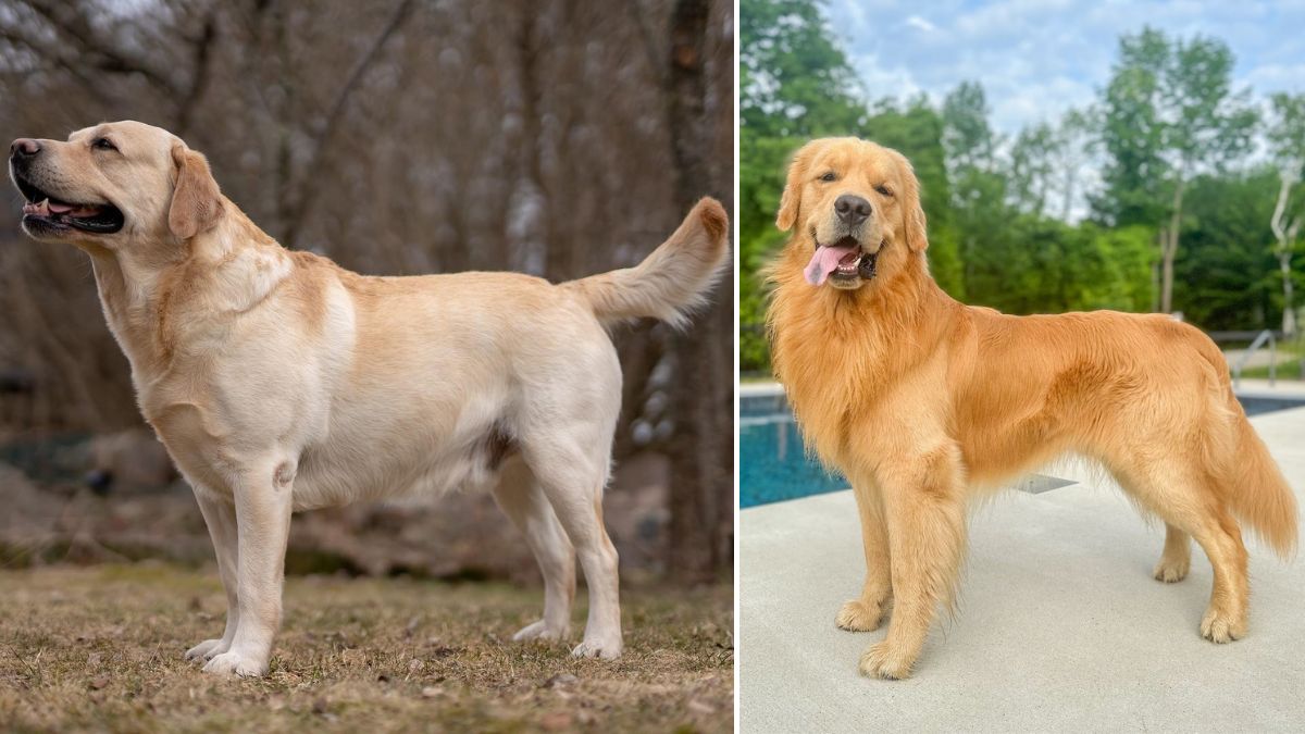 Golden Retrievers and Labs Look Alike, But These Key Traits Set Them ...