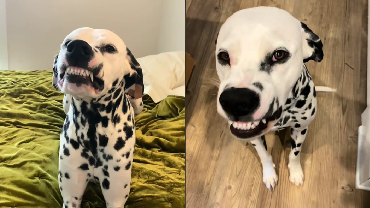 This Dalmatian’s Toothy Grin Has Millions Smiling Back – But Do Dogs Really Smile? - Rocky Kanaka
