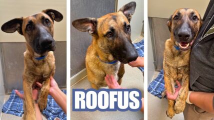 Returned After Just 48 Hours Shelter Dog Roofus Can’t Catch a Break ...