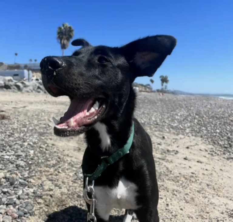 Watch How This Scared Rescue Dog Finally Found Happiness—Thanks to One ...