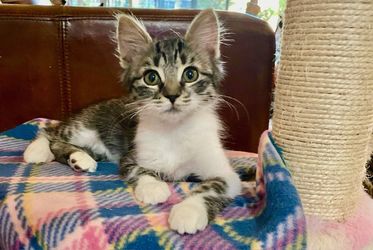 Sierra, the Cat, is up for Adoption - Rocky Kanaka