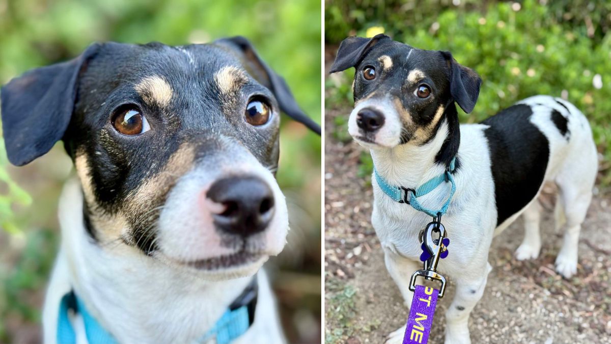 Tricycle, rescued from a hoarding situation, is up for Adoption - Rocky ...