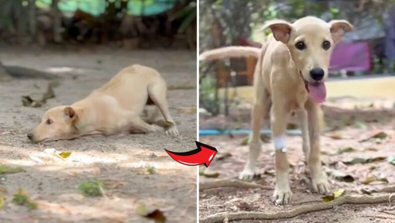 Brain-Injured Pup Couldn’t Eat or Walk—Now She’s Running Toward Her ...