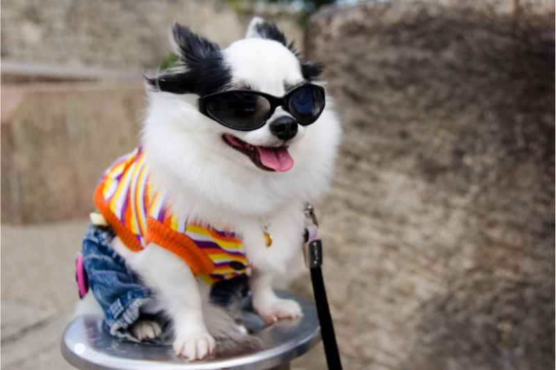 Pet Parents Are FREAKING OUT Over These Dog Fashions! Learn How to ...