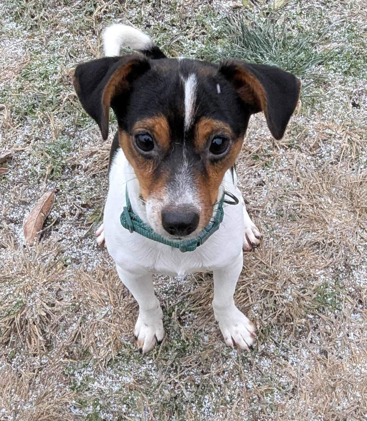 Oak, sweet & good with other dogs, is up for Adoption - Rocky Kanaka