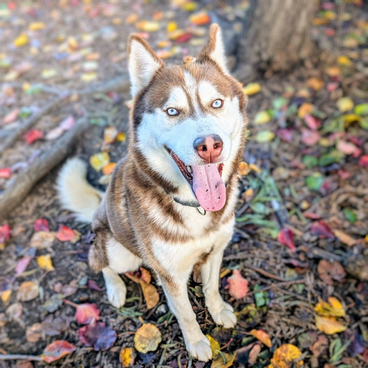 Grapefruit, gorgeous Blue-Eyed husky mix, needs a forever home - Rocky ...