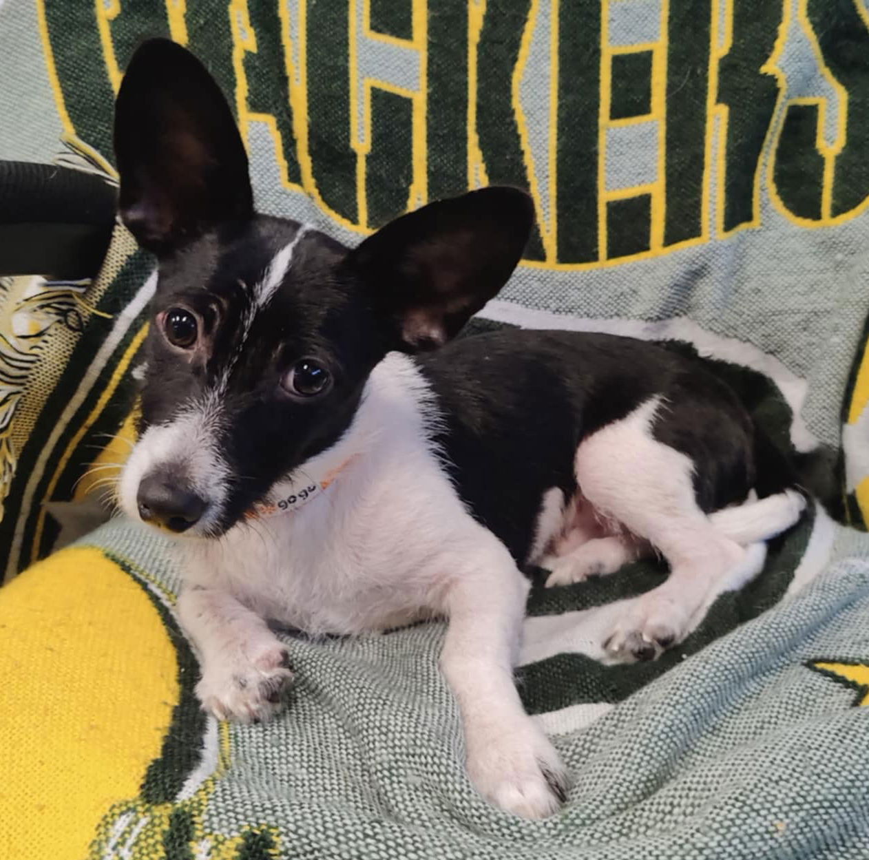 Scruffles, ridiculously adorable and hilariously entertaining Chihuahua ...