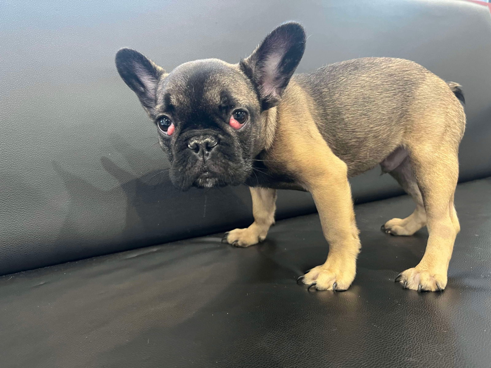 Eynstein, unique Frenchie with double cherry eyes, is looking for a ...