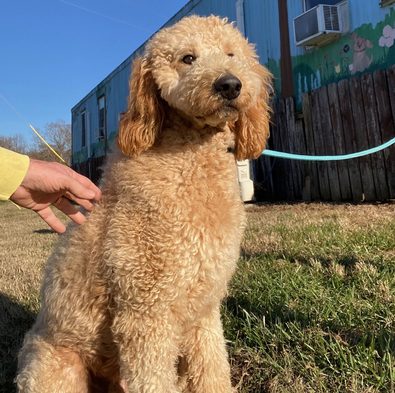 Lenny, Beautiful Goofy Goldendoodle, Needs a New Home - Rocky Kanaka
