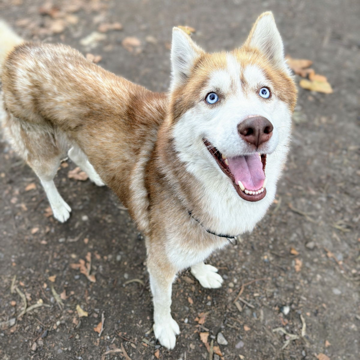 Seahorse, a stunning white-and-copper Husky mix with a gentle heart, Needs a new Home - Rocky Kanaka