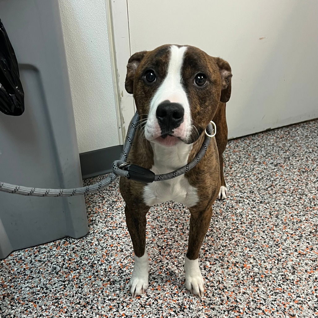 Ralphie up for Adoption - Rocky Kanaka