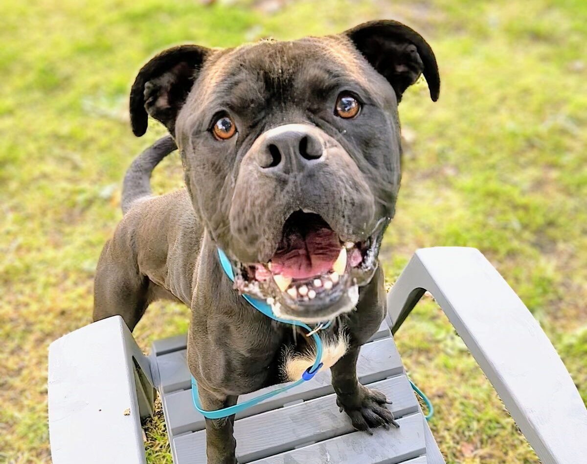 Bowling Ball, a goofy sweet Boxer mix, is looking for a new home ...