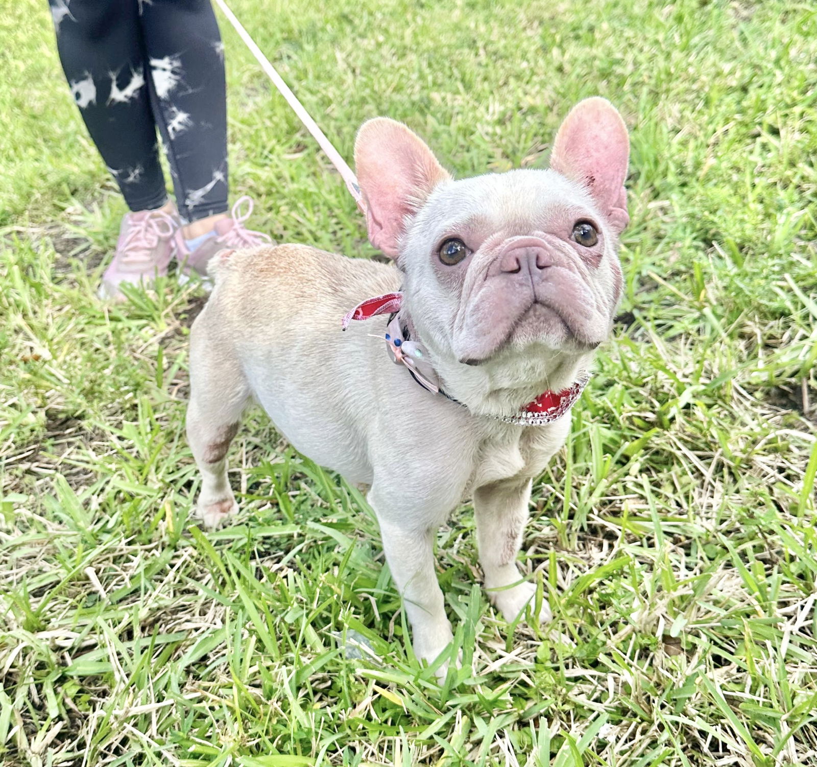 Lilo, an adorable French Bulldog that came to shelter with a skin ...