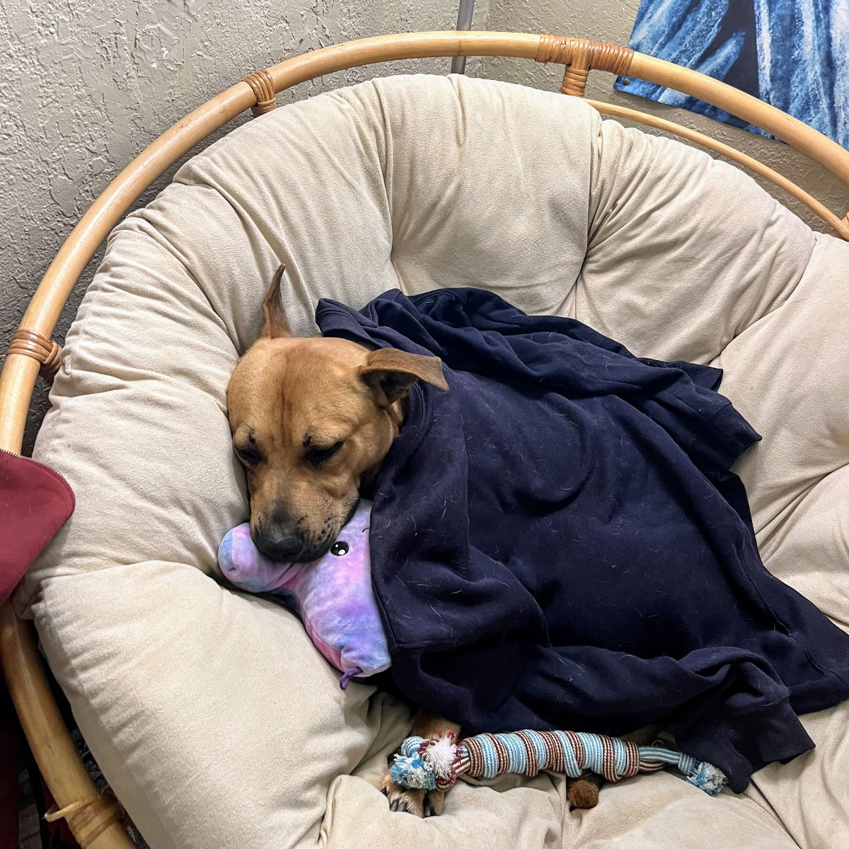 Garbanzo, a 2-year-old bundle of love looking for his forever home up ...