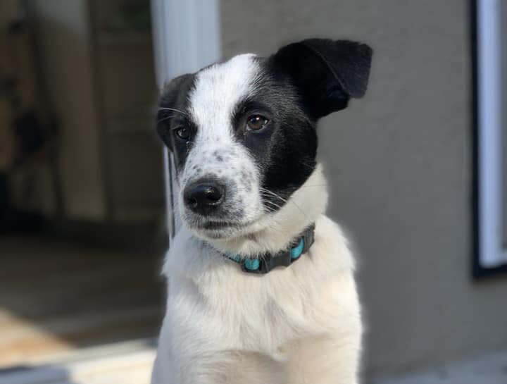 Marina, a Cattle Dog / Great Pyrenees mix Puppy, is looking for a new ...