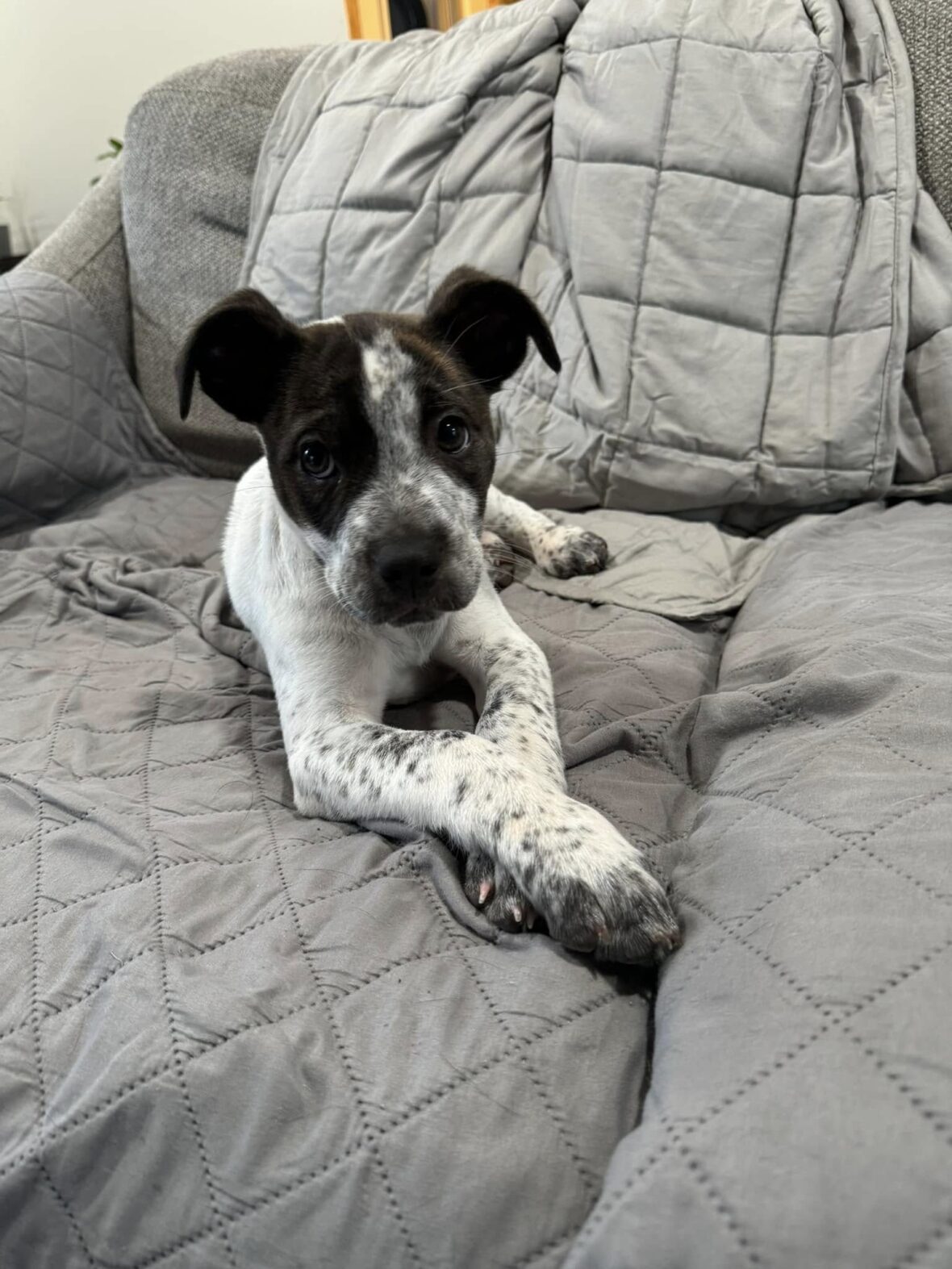 Scully, Friendly and Playful pup, is up for Adoption - Rocky Kanaka