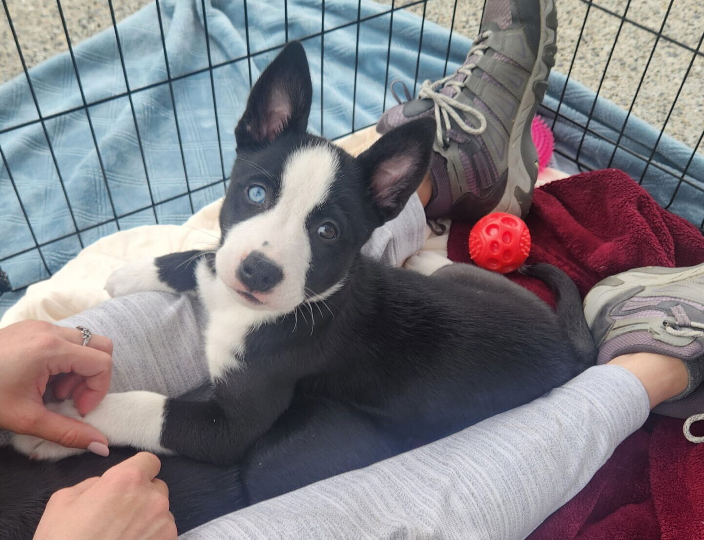 Patty, a gorgeous Staffie-Border collie mix with stunning 2-colored eye ...