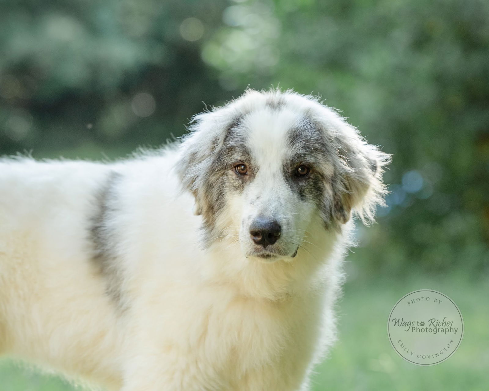 Duncan, a beautiful Great Pyrenees/Australian Shepherd Mix, is up for ...