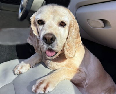 Caramel the Cocker Spanielup for Adoption - Rocky Kanaka