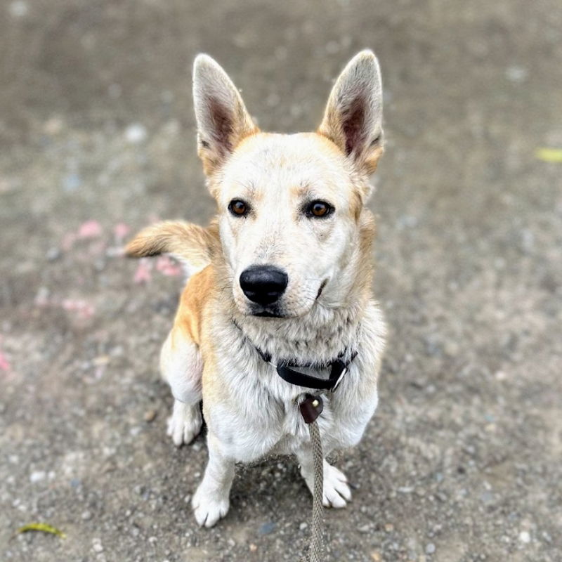 Pudding, a beautiful Husky mix, is ready to find a loving home - Rocky ...