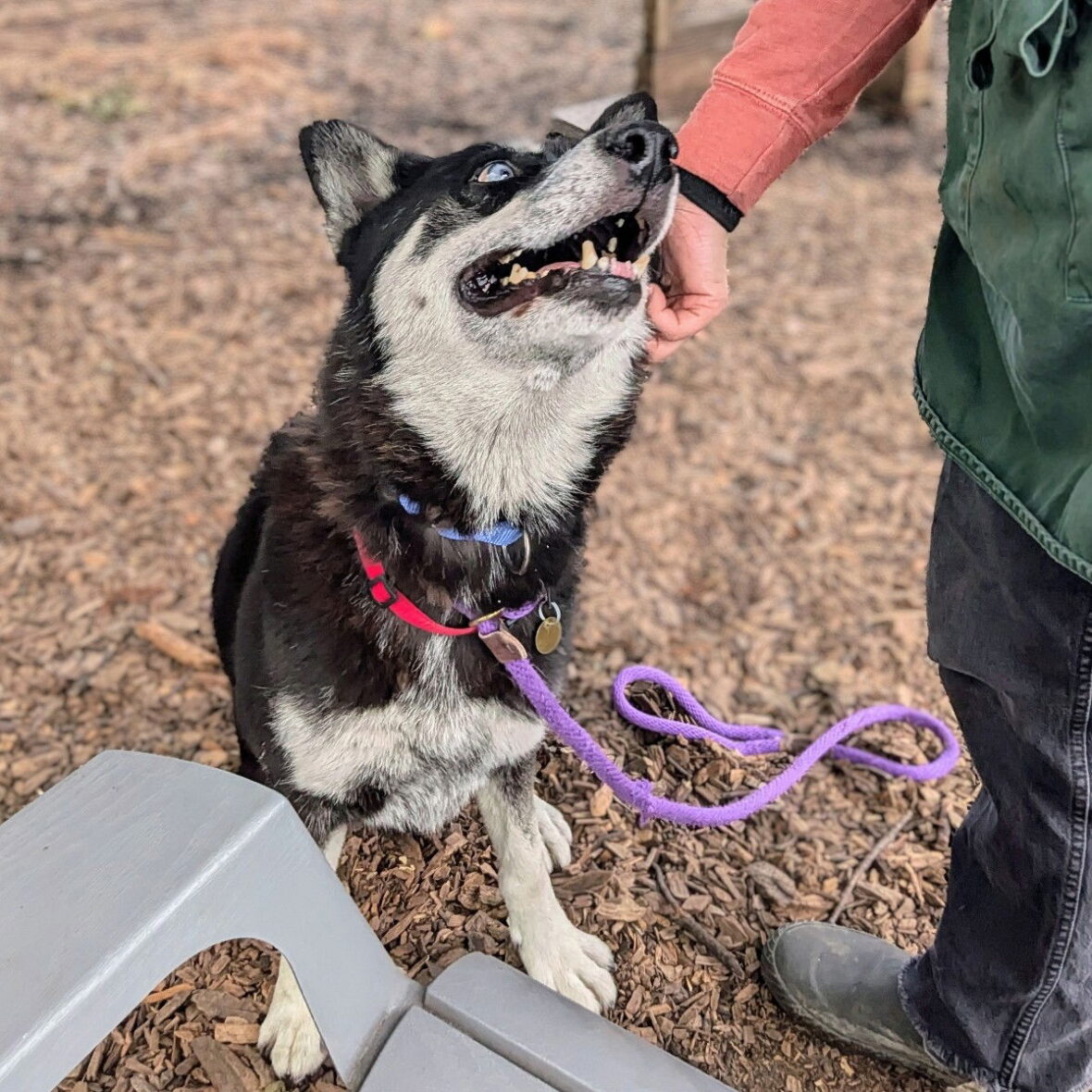 Meet Brooks: The Stunning Shepsky with Gorgeous Eyes is Ready for His ...